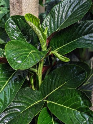 Beautiful Piper Magnificum in 4″ pot – Kens Philodendrons