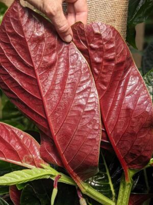 Beautiful Piper Magnificum in 4″ pot – Kens Philodendrons