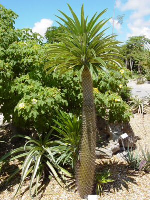 Giant Madagascar Palm (pachypodium lameri in 3×2″ Square) – Kens ...