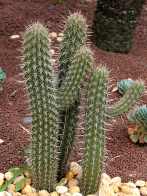 Lg. Dwarf Saguaro Cactus (pilocereus gouneliin 4″ Round) – Kens ...