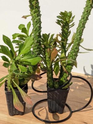 Giant Snake Skin Plant (monadenium ritchei in 3×2″ square) – Kens ...