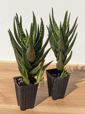 Arizona Star Aloe Plant (aloe fragilis 3×2″ square) – Kens Philodendrons