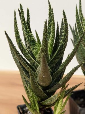 Arizona Star Aloe Plant (aloe fragilis 3×2″ square) – Kens Philodendrons