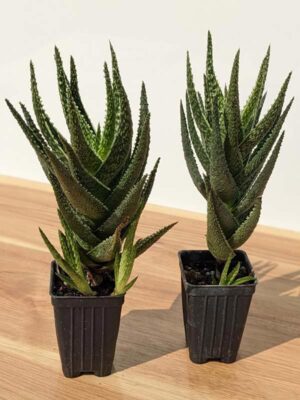 Arizona Star Aloe Plant (aloe fragilis 3×2″ square) – Kens Philodendrons