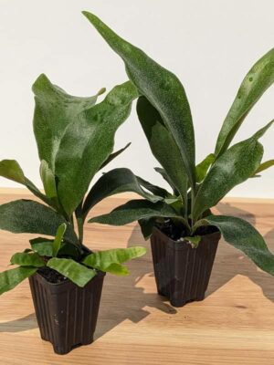 Florida Staghorn Fern (platycerium in 3×2″ square) – Kens Philodendrons