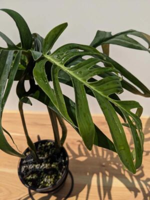 VERY RARE Large Monstera Croatii – Kens Philodendrons