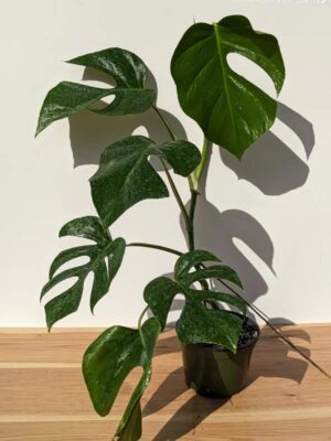 Lg. Monstera Deliciosa Sierrana (Actual Plant) – Kens Philodendrons