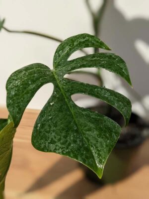 Lg. Monstera Deliciosa Sierrana (Actual Plant) – Kens Philodendrons