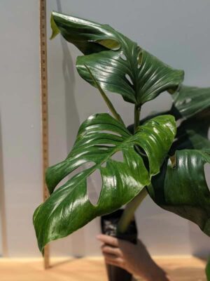 RARE Monstera Egregia Plant in 4″ Round Pot (Actual Plant First Pics ...