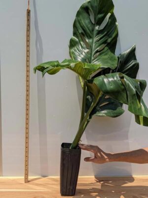 RARE Monstera Egregia Plant in 4″ Round Pot (Actual Plant First Pics ...