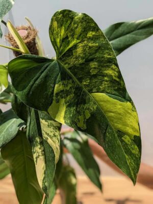 HUGE Rare Philodendron Domesticum Variegatum (Actual Plant First Photos ...