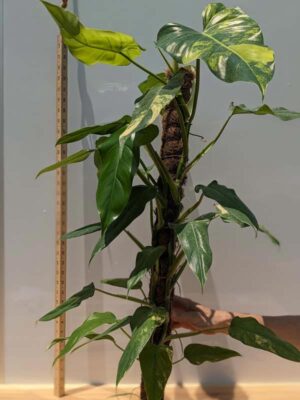 HUGE Rare Philodendron Domesticum Variegatum (Actual Plant First Photos ...