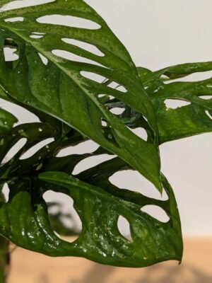 Lg. Monstera Giant Skeleton Leaf Plant in 2x2x7″ pot – Kens Philodendrons