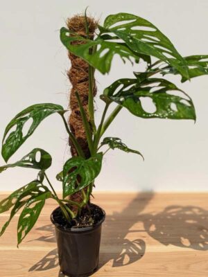 Lg. Monstera Giant Skeleton Leaf Plant in 4″ pot w/Coco Pole – Kens ...
