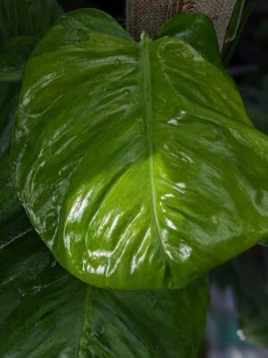 Lg. Harlequin Aurea Pothos (epipremnum aureum in 4″ round) (Actual ...