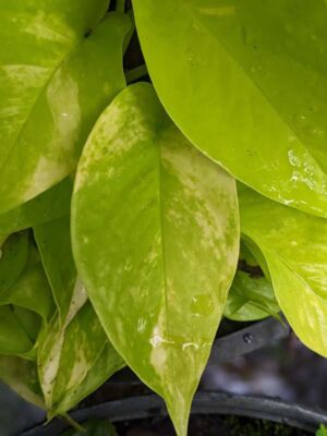 Variegated Neon Pothos Plant (epipremnum aureum in 2×3″ pot) – Kens ...
