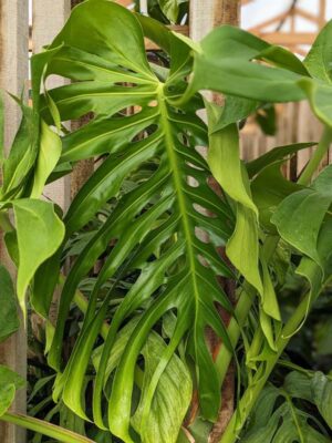 Lg. Monstera Deliciosa Brazilian – Largest Known Form (in 6″ pot ...