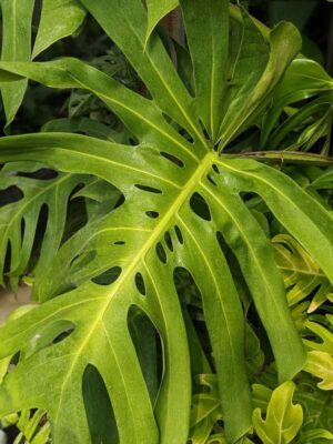 Lg. Monstera Deliciosa Brazilian – Largest Known Form (in 6″ pot ...