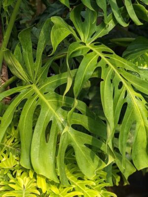 Lg. Monstera Deliciosa Brazilian – Largest Known Form (Actual Plant ...