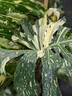 Very Limited 1-3 Per Year! Lg. Monstera Deliciosa Cosmos Variegata ...