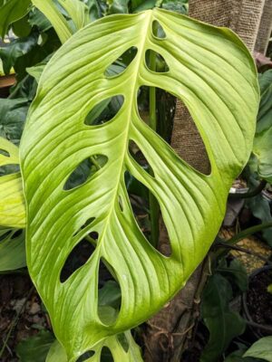Monstera Pachicutza Plant – Kens Philodendrons