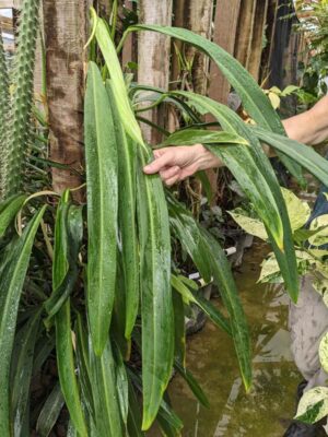 Philodendron Alternans Plant in 2″ pot – Kens Philodendrons