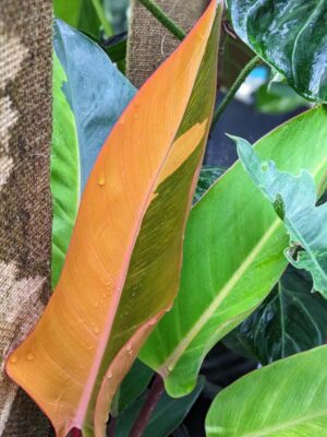 NEW RELEASE! Philodendron Firebird Plant in 4″ Round Pot (Actual Plant ...