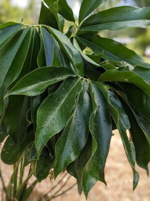 Philodendron Goeldii Hawaiian Finger Leaf Plant (In 2x2x3″ pot) – Kens ...