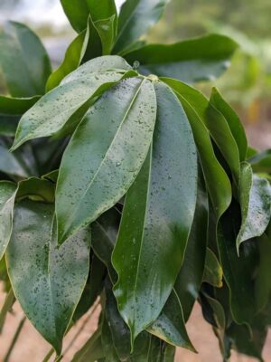 Philodendron Goeldii Hawaiian Finger Leaf Plant (In 2x2x3″ pot) – Kens ...