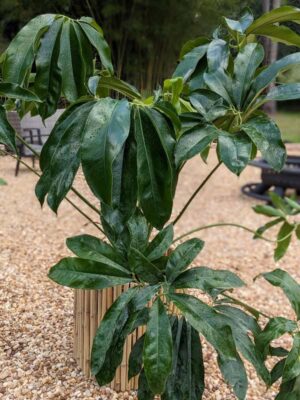 Philodendron Goeldii Hawaiian Finger Leaf Plant (In 2x2x3″ pot) – Kens ...