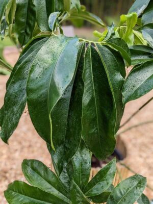 Philodendron Goeldii Hawaiian Finger Leaf Plant (In 2x2x3″ pot) – Kens ...