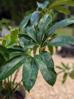 Philodendron Goeldii Hawaiian Finger Leaf Plant (In 2x2x3″ pot) – Kens ...