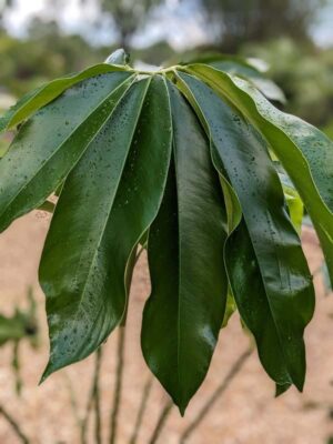 Philodendron Goeldii Hawaiian Finger Leaf Plant (In 2x2x3″ pot) – Kens ...