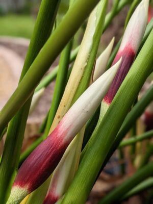 Lg. Philodendron Peltatum Plant in 4” pot – Kens Philodendrons