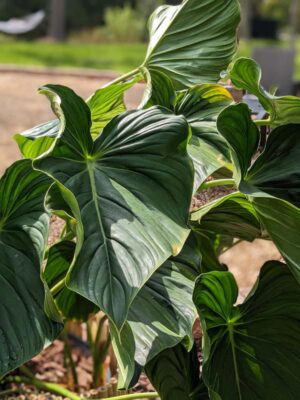 Lg. Philodendron Peltatum Plant in 4” pot – Kens Philodendrons
