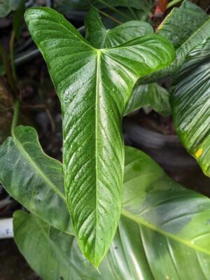 Philodendron Sharoniae Goat Plant in 4″ Round Pot – Kens Philodendrons