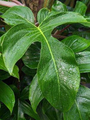 Philodendron Squamiferum Red Bristle Plant in 2×3″ pot – Kens Philodendrons