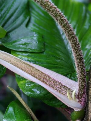 Philodendron Squamiferum Red Bristle Plant in 2×3″ pot – Kens Philodendrons