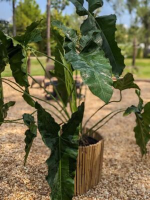 XXL Philodendron Stenolobum Long Leaf Plant in 8” pot – Kens Philodendrons