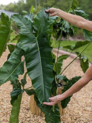 XXL Philodendron Stenolobum Long Leaf Plant in 8” pot – Kens Philodendrons