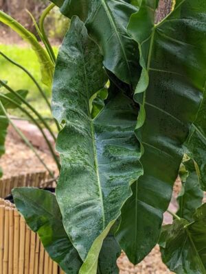 XXL Philodendron Stenolobum Long Leaf Plant in 8” pot – Kens Philodendrons