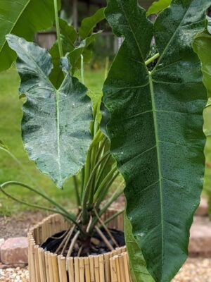 XXL Philodendron Stenolobum Long Leaf Plant in 8” pot – Kens Philodendrons