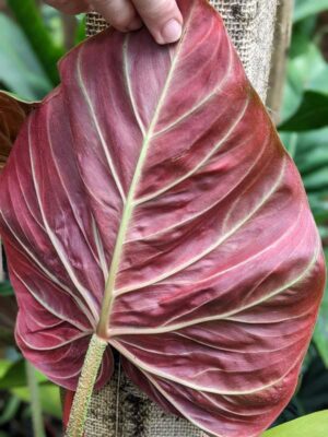 Philodendron Verrucosum Amazon Sunset Plant in 4″ Round Pot – Kens ...