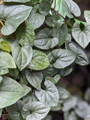 Silver Flek Piper Plant (piper fairchild in 2×3″ pot) – Kens Philodendrons