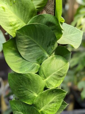 Rhaphidophora Lowland Hayi Shingle Plant (In 2×3″ Deep Pot) – Kens ...