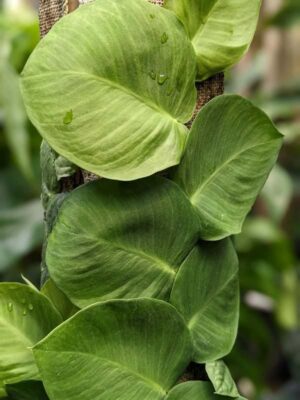 Rhaphidophora Lowland Hayi Shingle Plant (In 2×3″ Deep Pot) – Kens ...