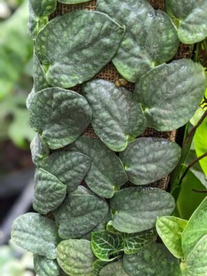Rhaphidophora Korthalsii Sp. Toad Shingle Plant (In 2×3″ Deep Pot ...