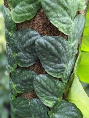 Rhaphidophora Korthalsii Sp. Toad Shingle Plant (In 2×3″ Deep Pot ...