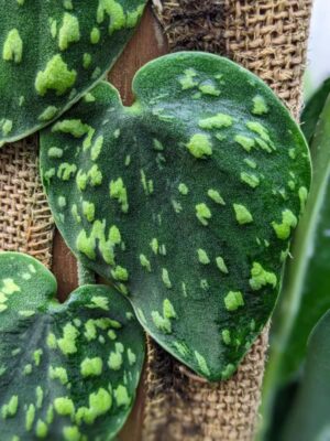 Scindapsus Pictus Hassk Dart Frog Plant (In 2×3″ Deep Pot) – Kens ...