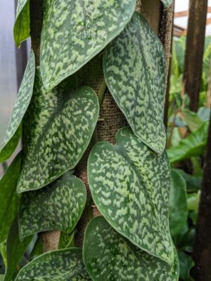Scindapsus Snake Scale (In 2×3″ Deep Pot) – Kens Philodendrons